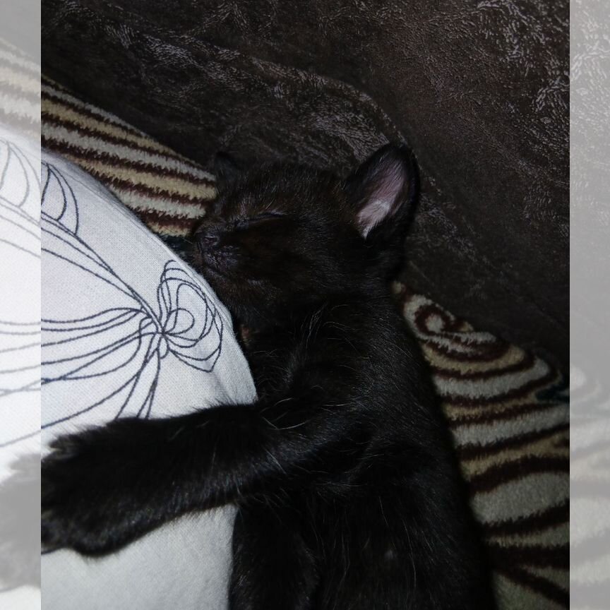 Котёнок в добрые руки