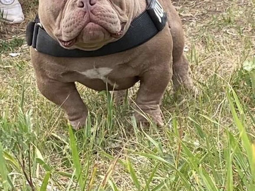 Щенки американского булли микро/экзот