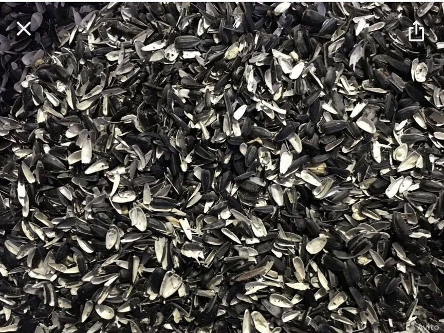 Лузга подсолнуха