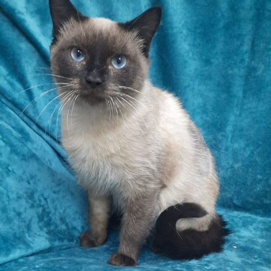 Сиамский котик