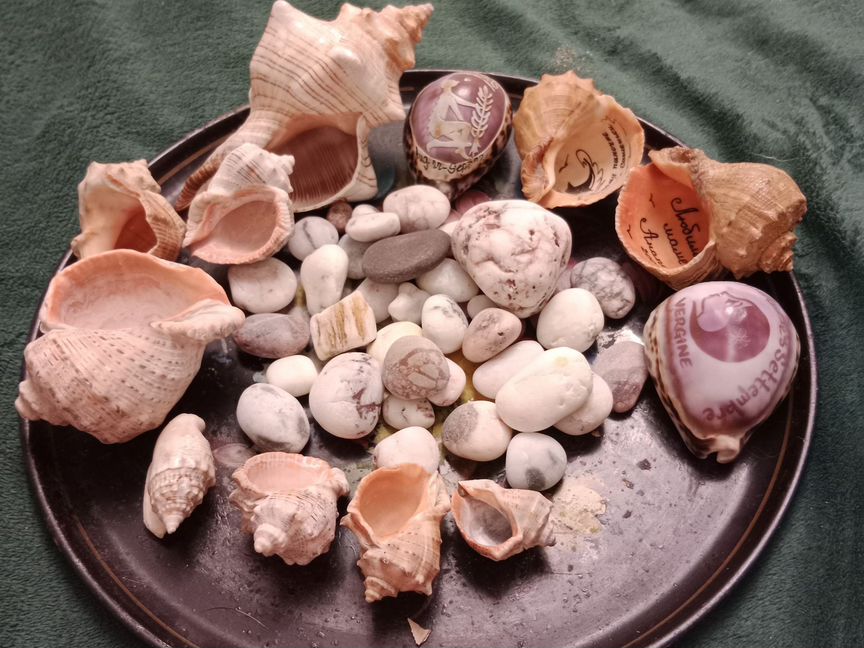 Ракушки для аквариума