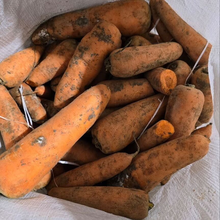 Морковь на корм животным