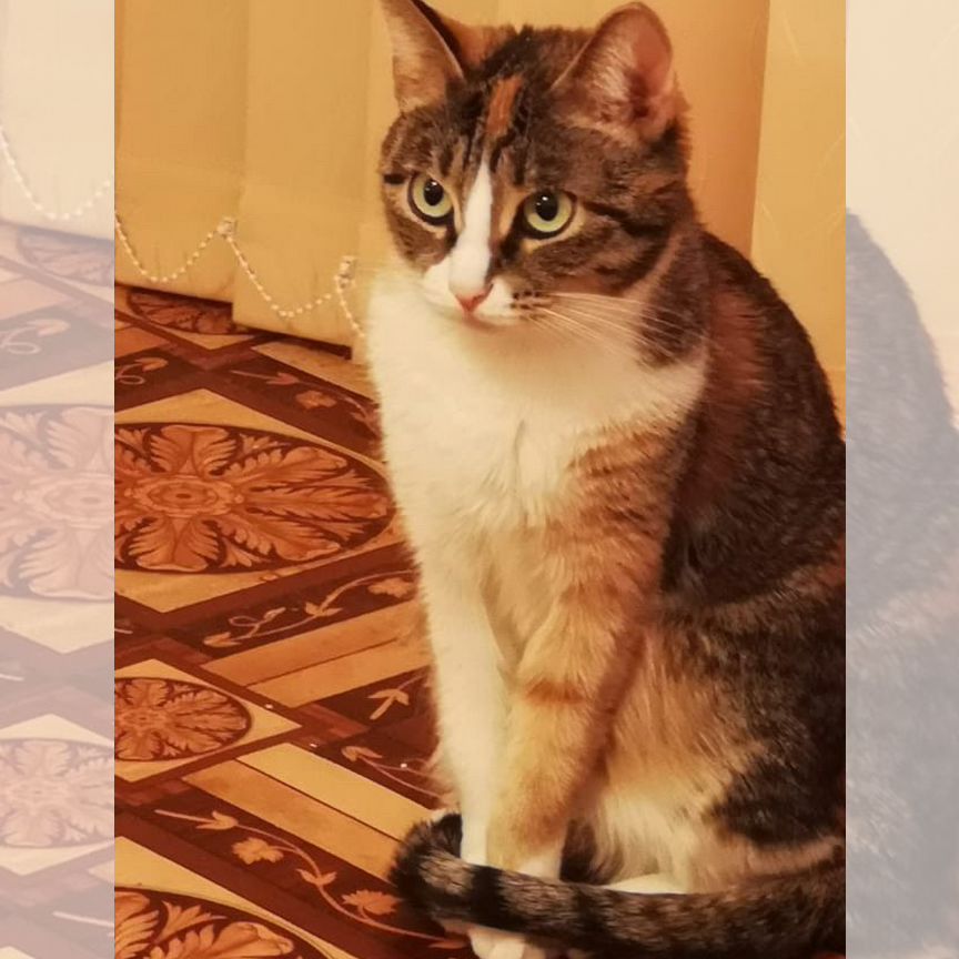 Кошечка домашняя 4 годика