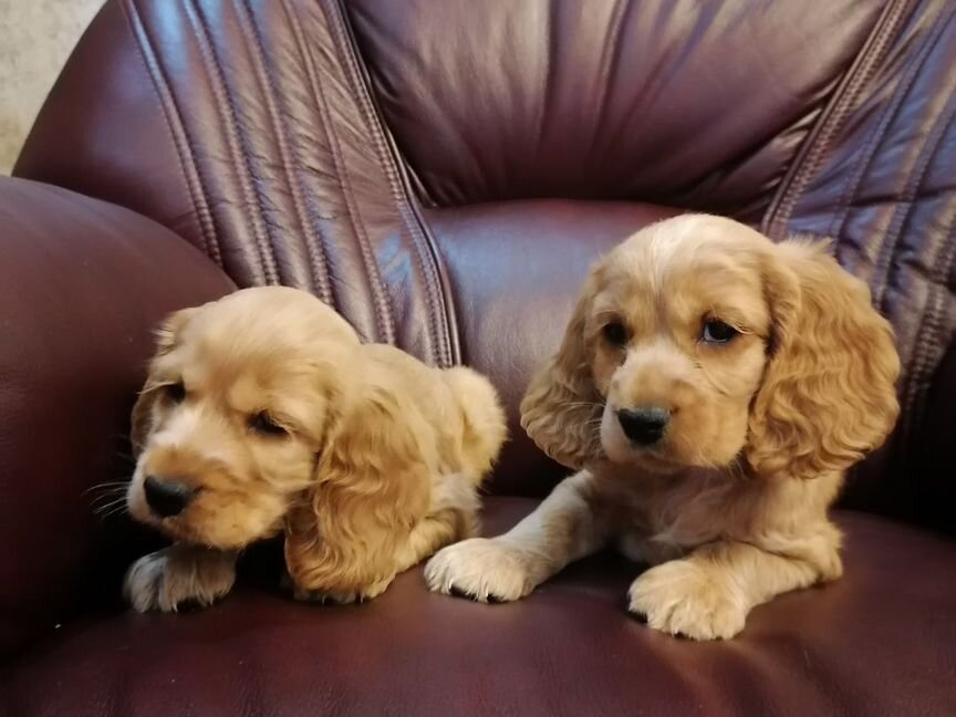 Английские кокеры