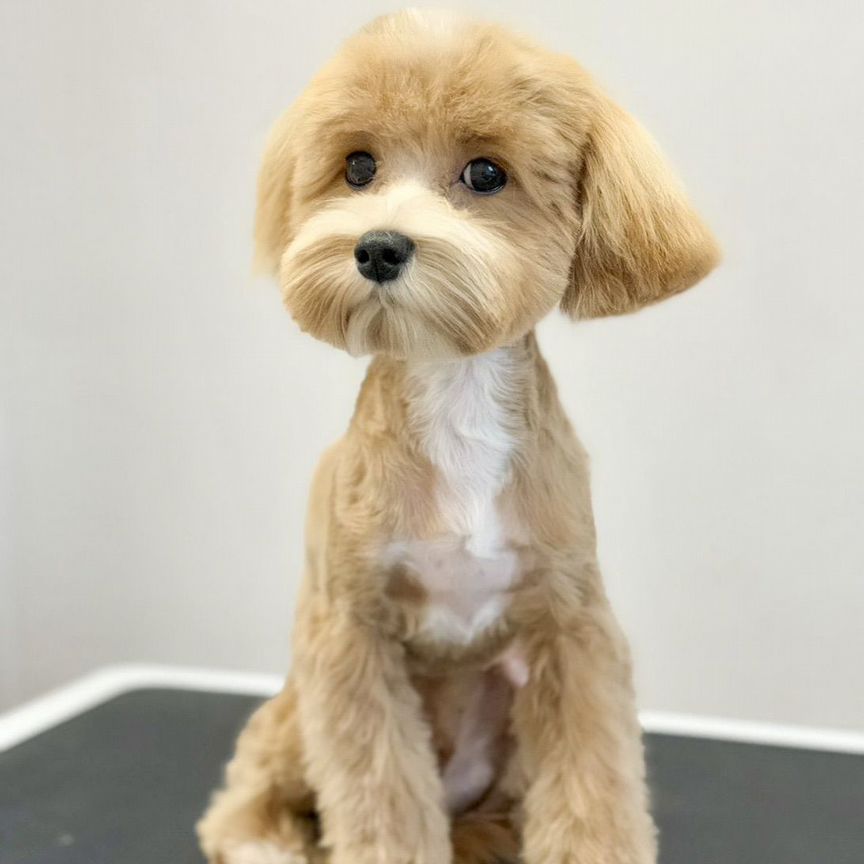 Щенок мальтипу