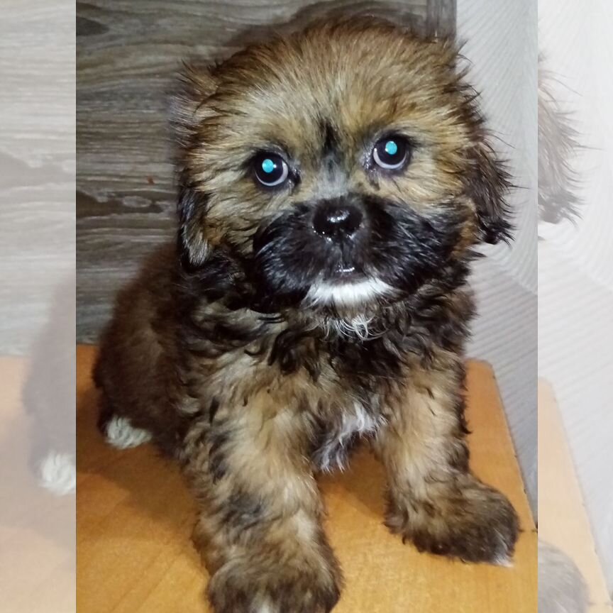 Ши-тцу, щенок