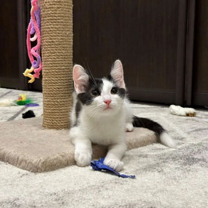 Котенок в добрые руки