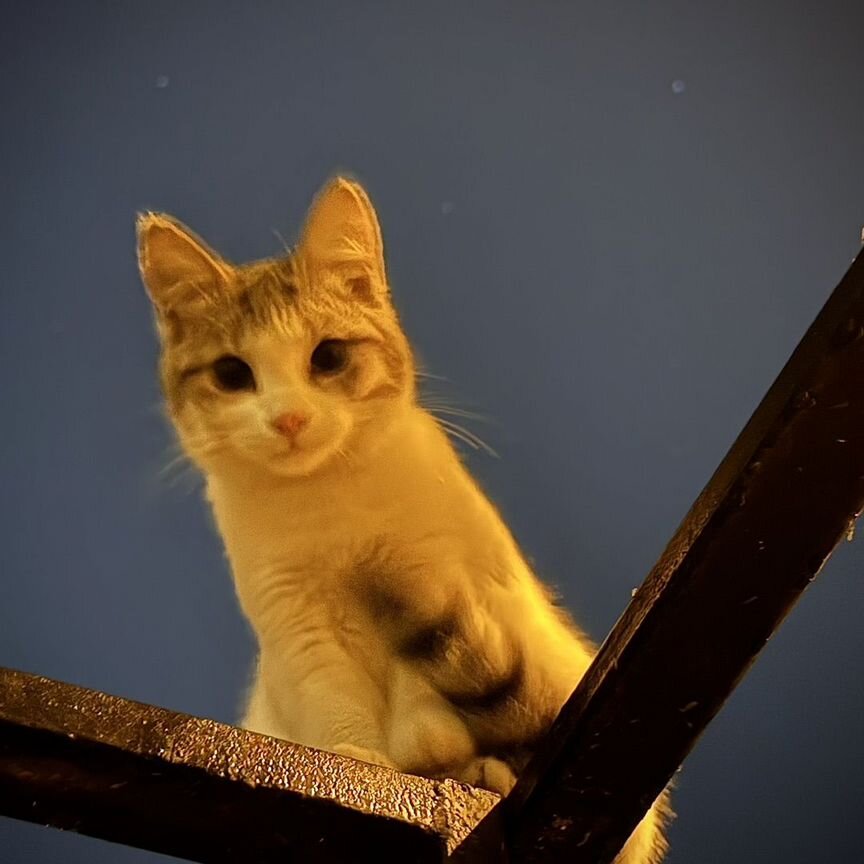 Три котёнка в добрые руки. Бесплатно