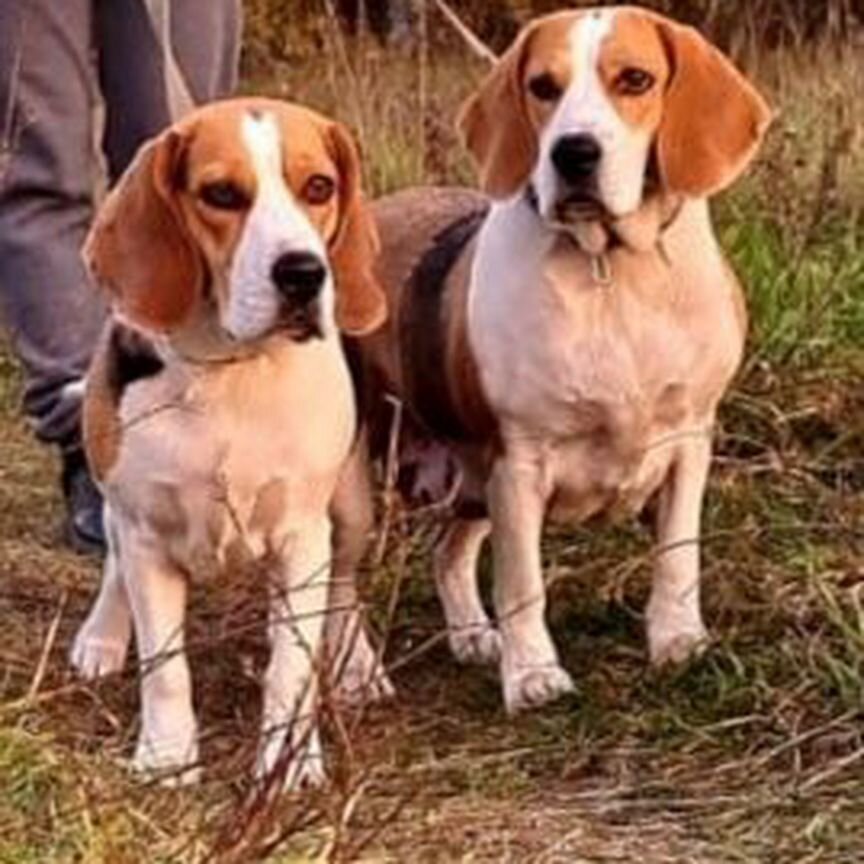 Щенки бигль