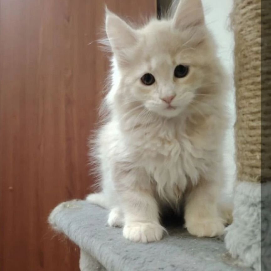 Мейн-кун котёнок