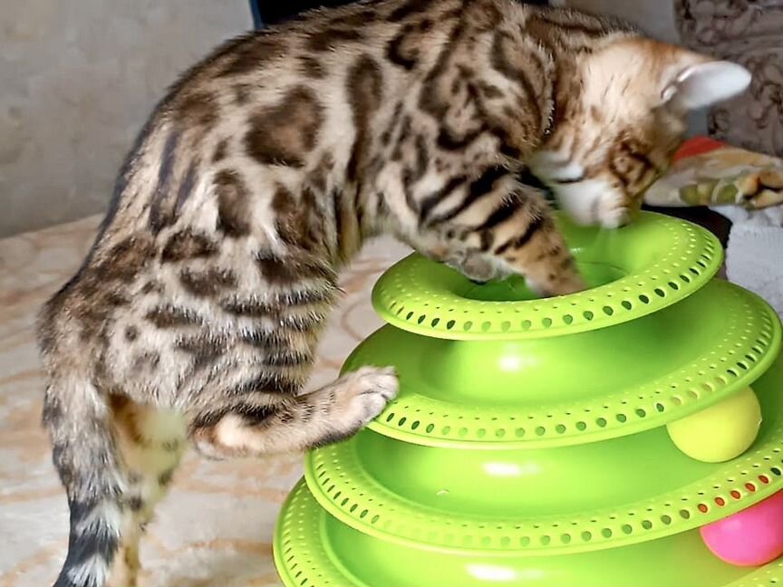 Бенгальские котята