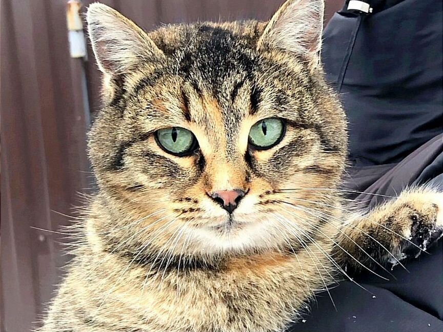 Кошка с изумрудными глазами