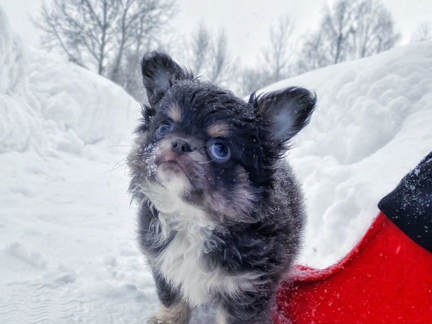 Шикарный медведь голубого окраса