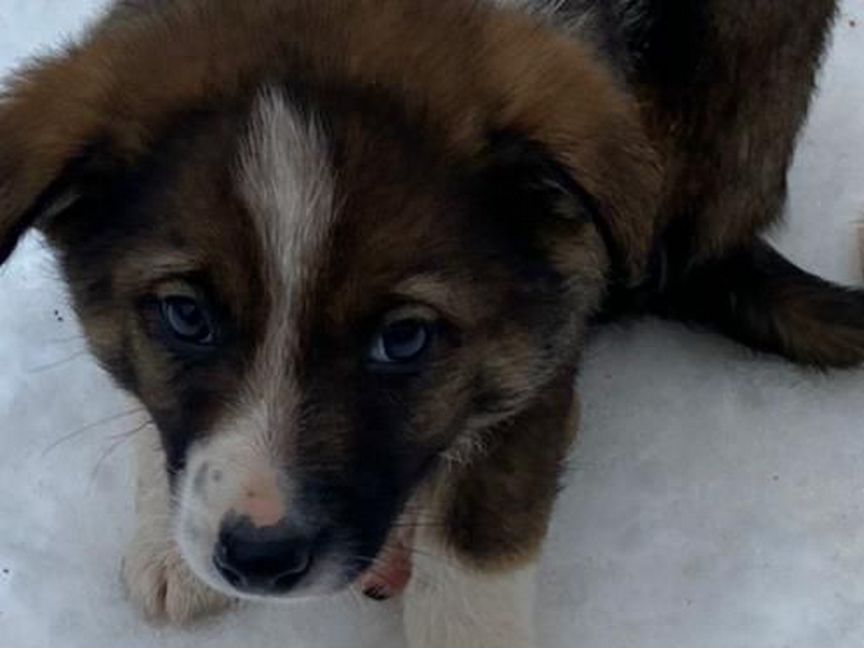 Щенки в добрые руки