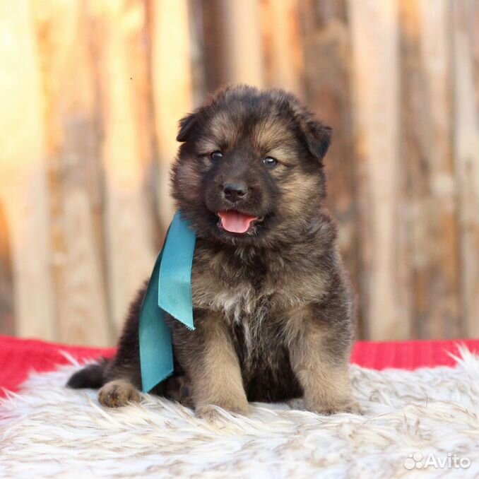 Восхитительный пушистик, щенок Вини, в дар