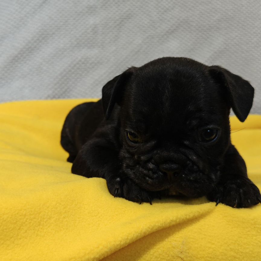 Щенки французского бульдога