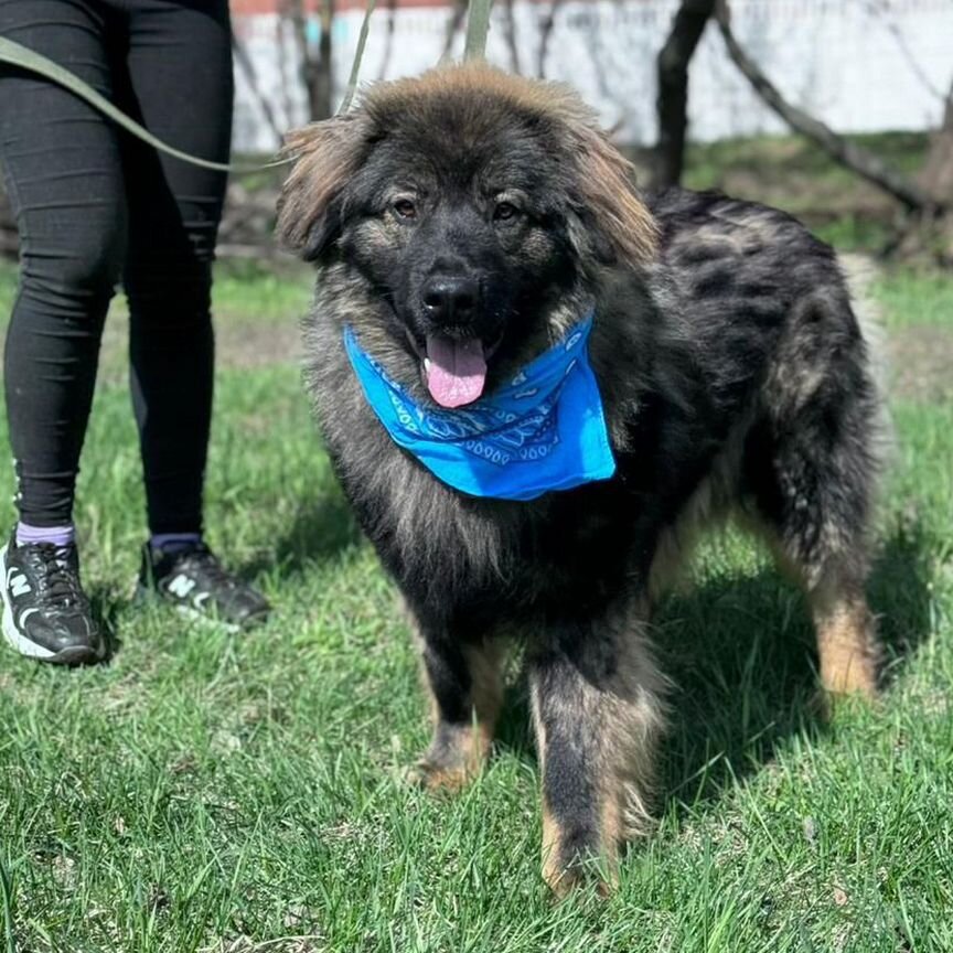 Пушок ищет дом, собака