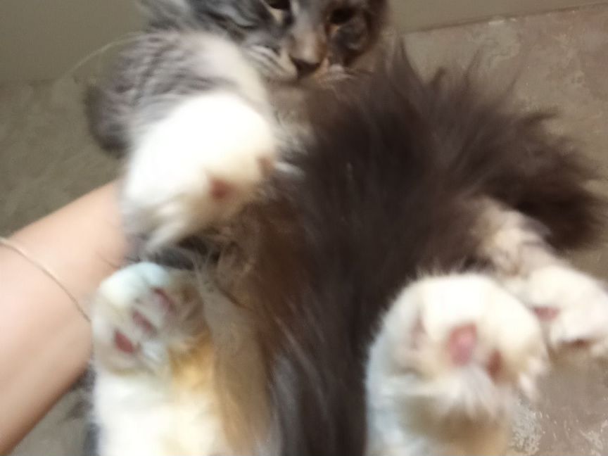 Котята мейн-кун