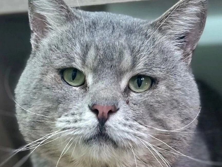 На улицу из-за болезни. Барс