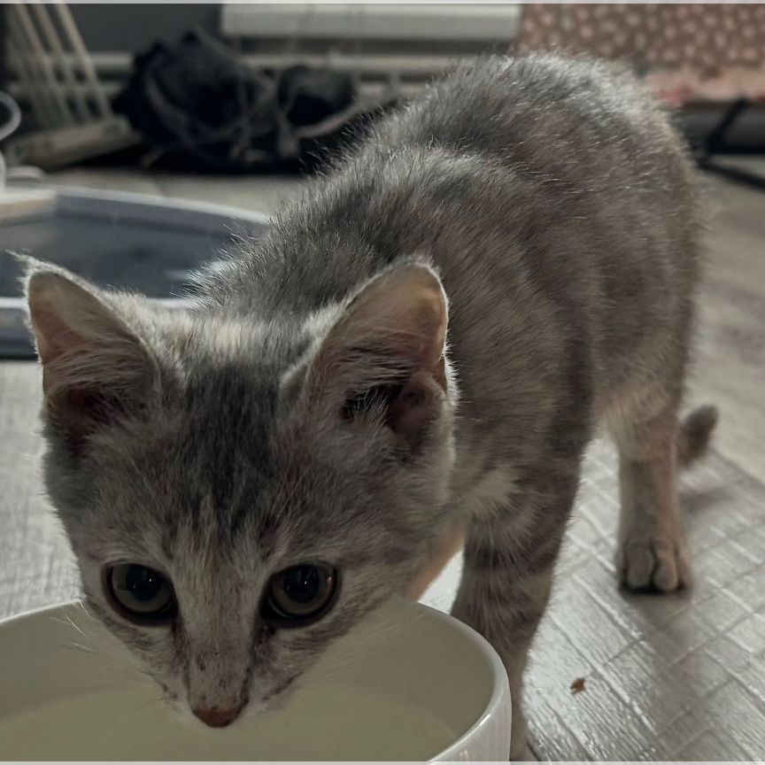 Котёнок в добрые руки