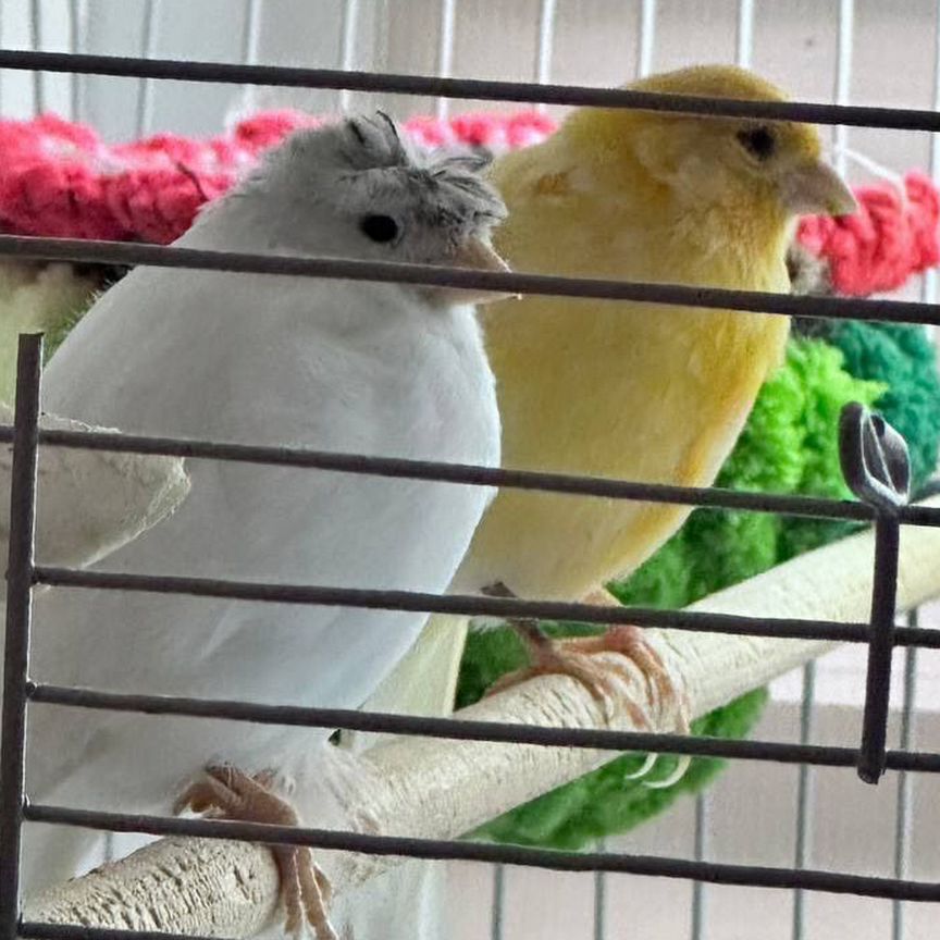 Кенара и канарейки