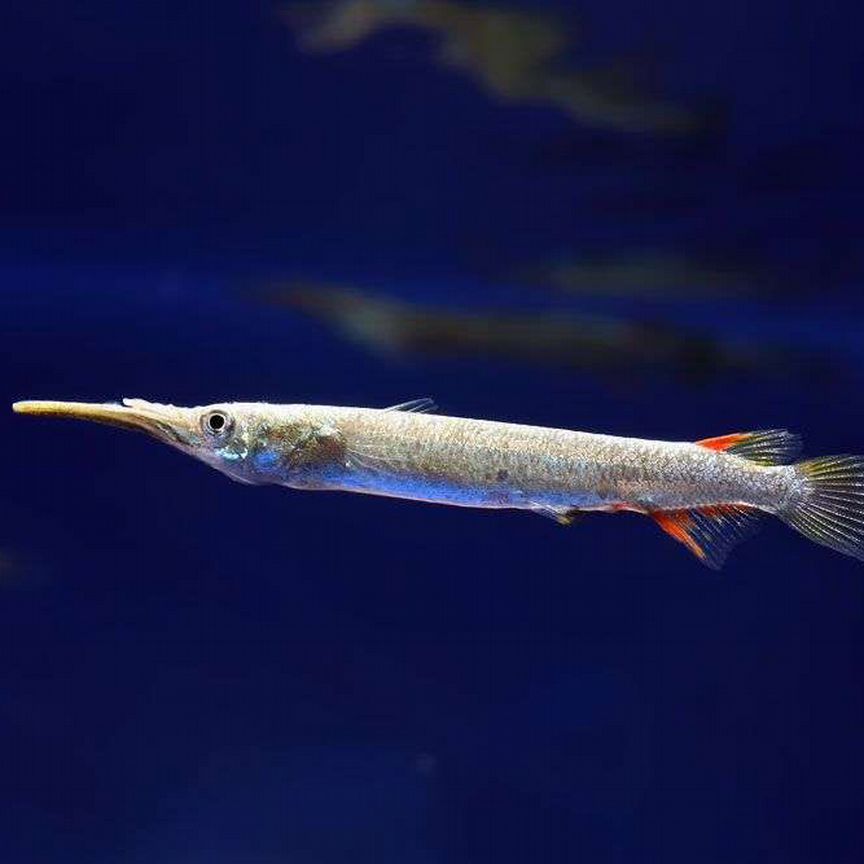 Щучка(дермогенис ) и 100видов других рыбок