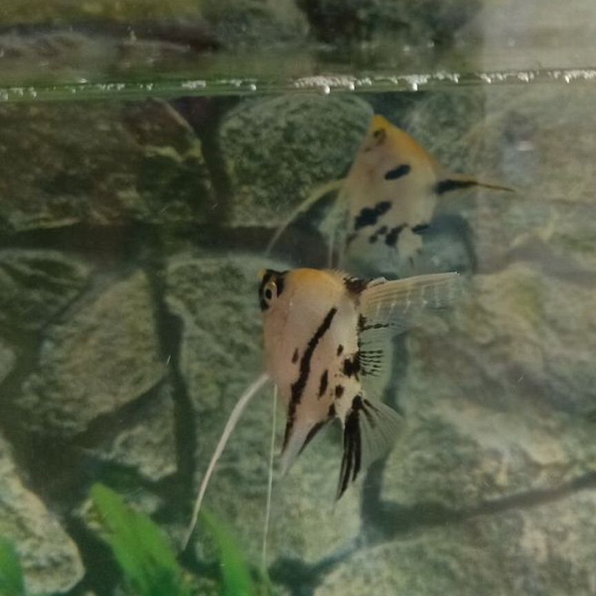 Скалярии кои и перламутр