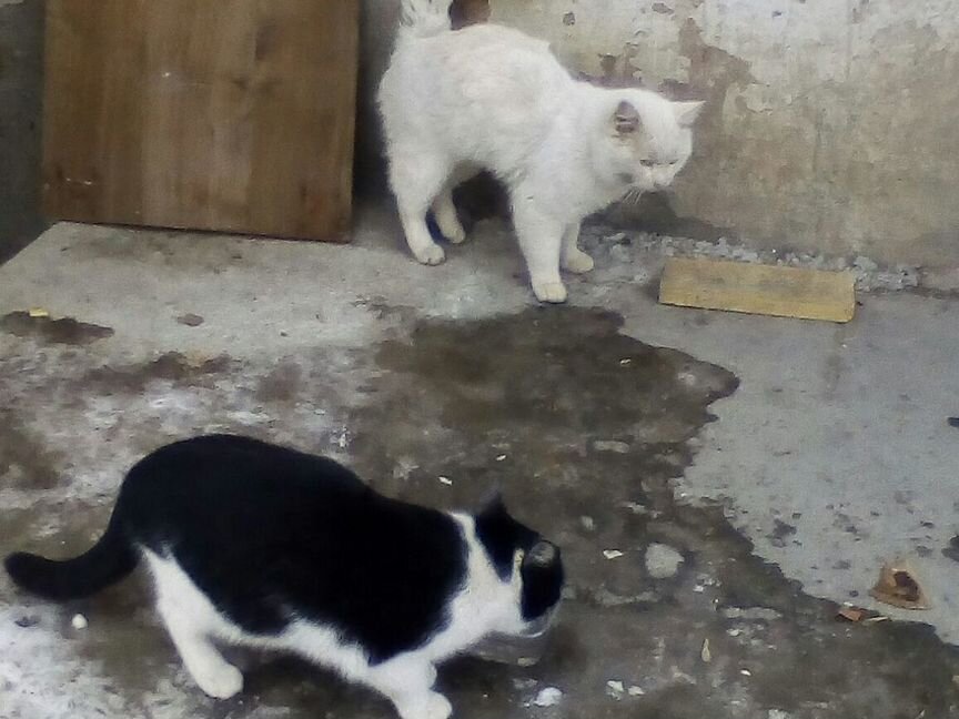 Три котика ищут тёплый дом