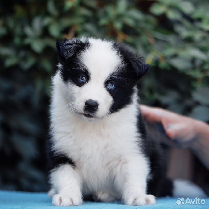 Якутская лайка щенки