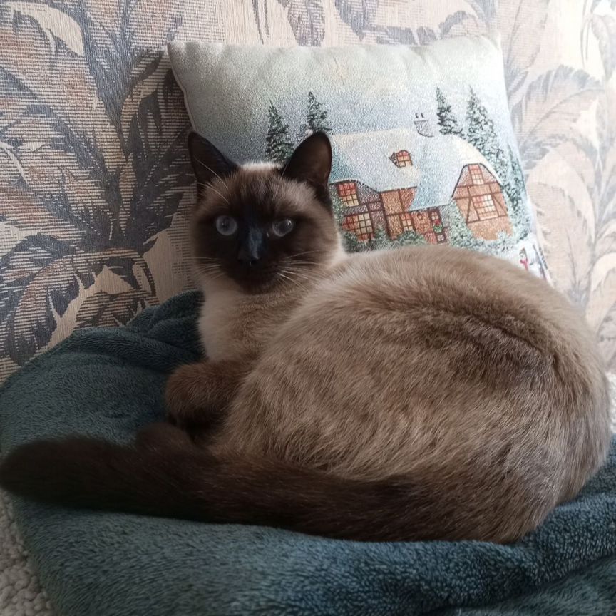 Кот на вязку