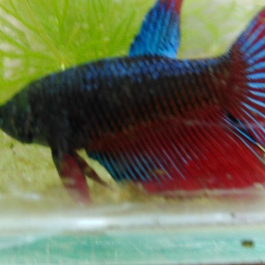 Рыба петушок