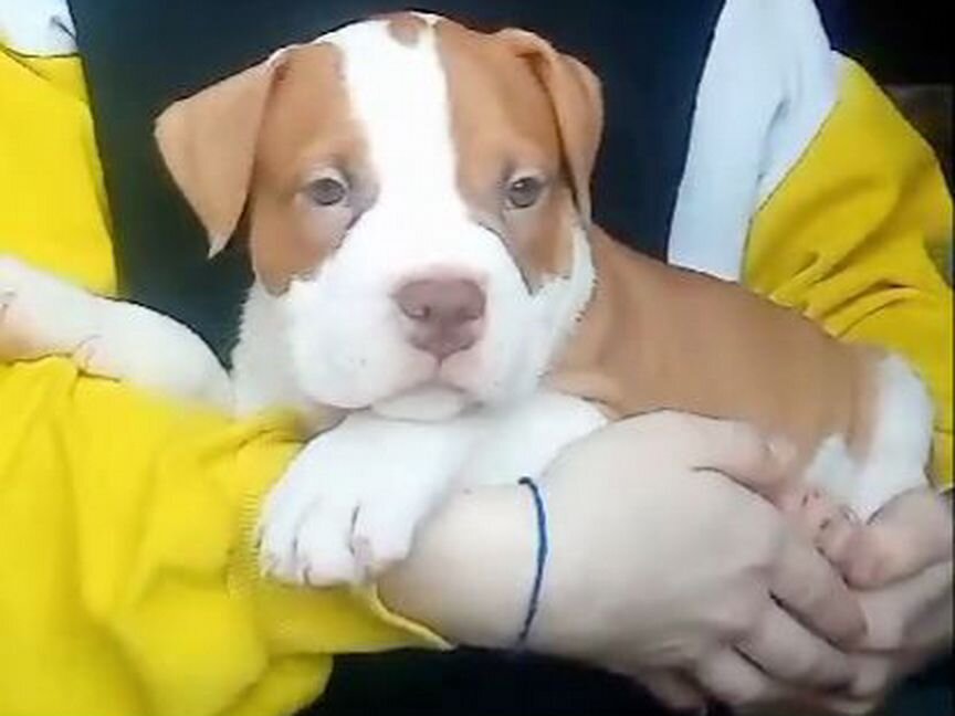 Американский булли стандарт