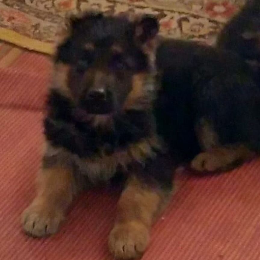 Немецкая овчарка, щенок