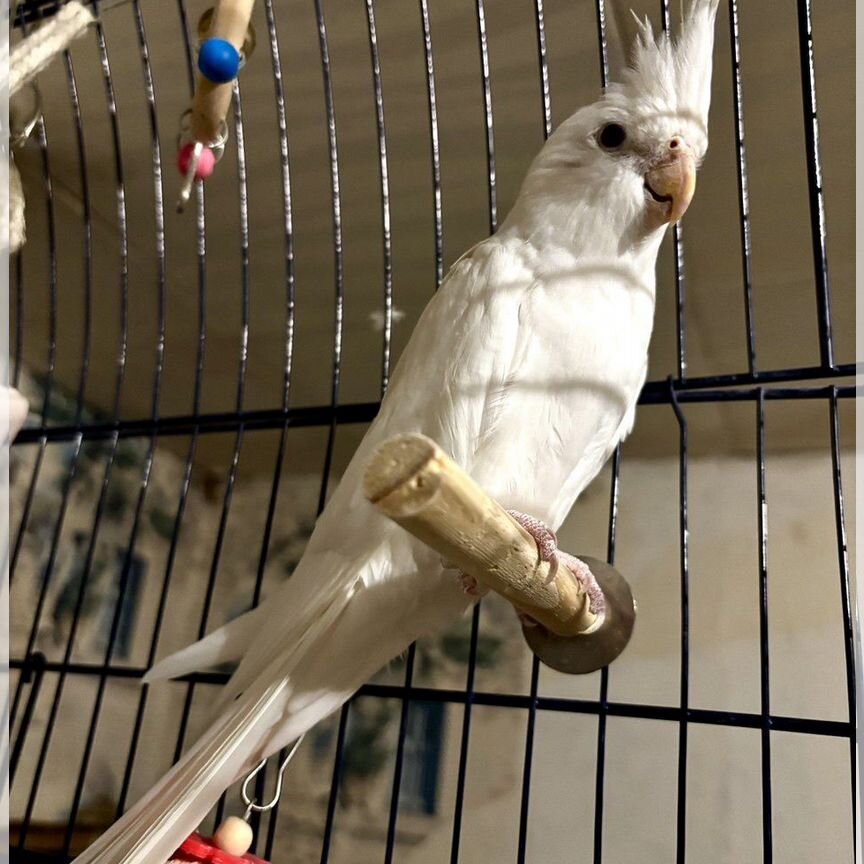 Попугай корелла с клеткой