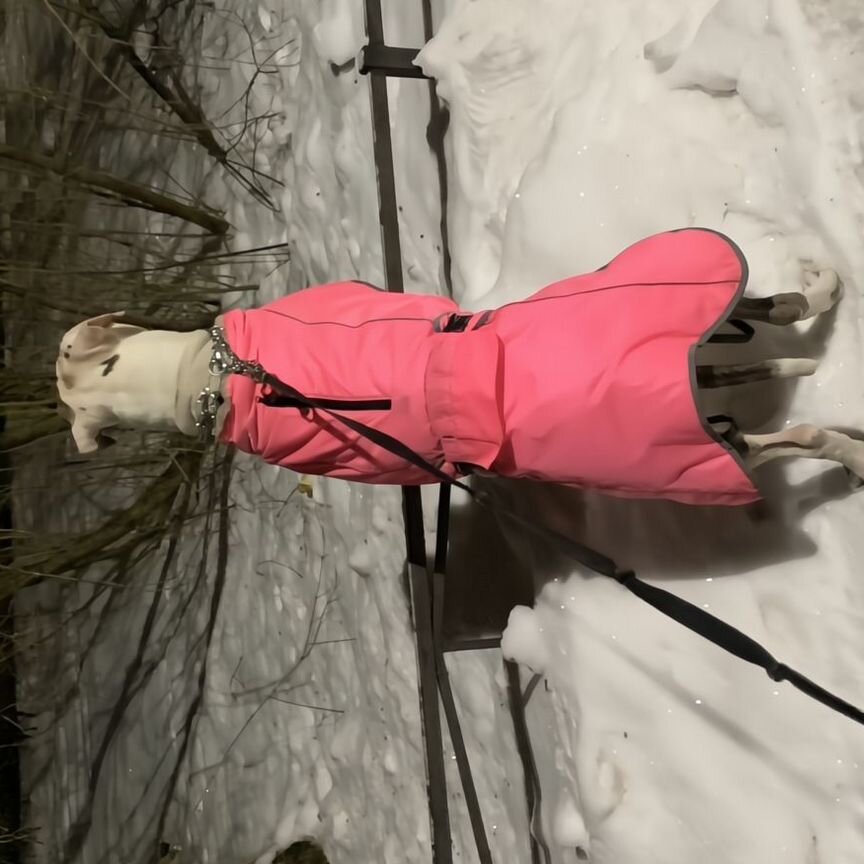 Американский стаффордширский терьер, взрослая собака