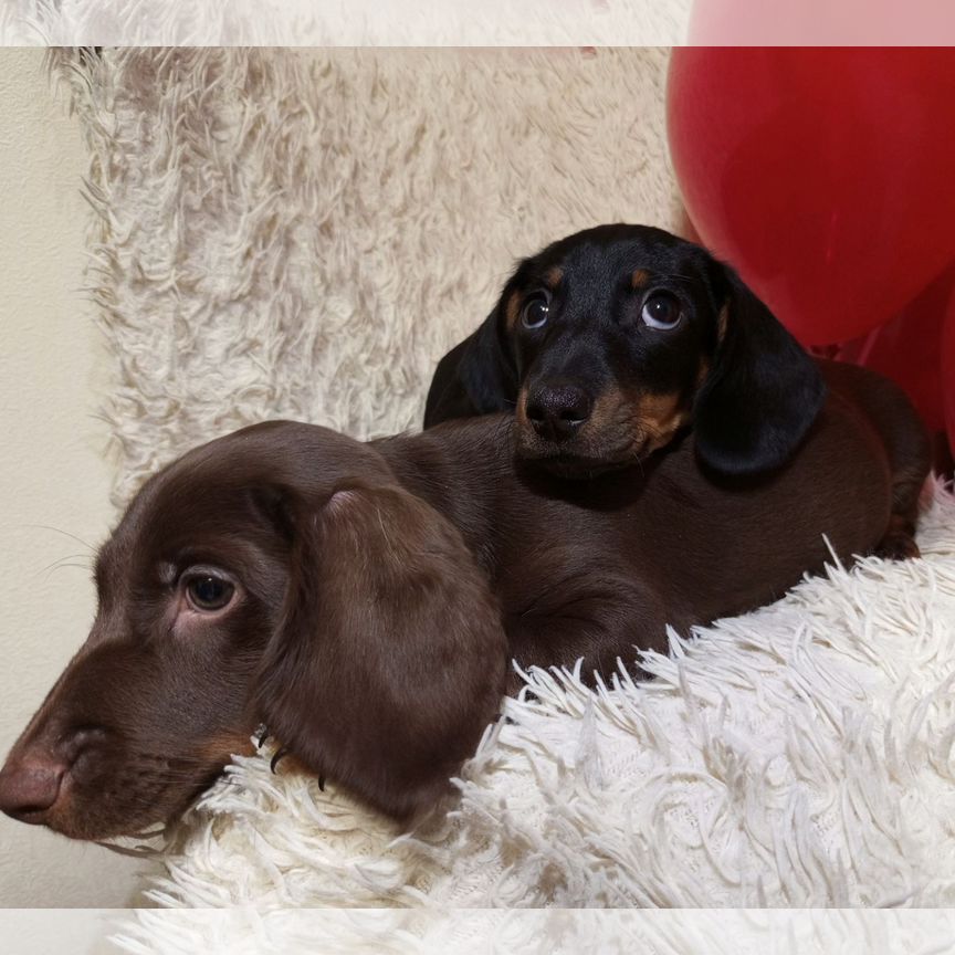 Такса, щенок