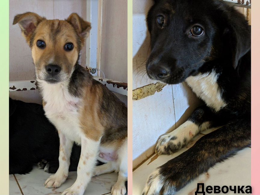 Собака щенки нужен дом находятся в ветклинике