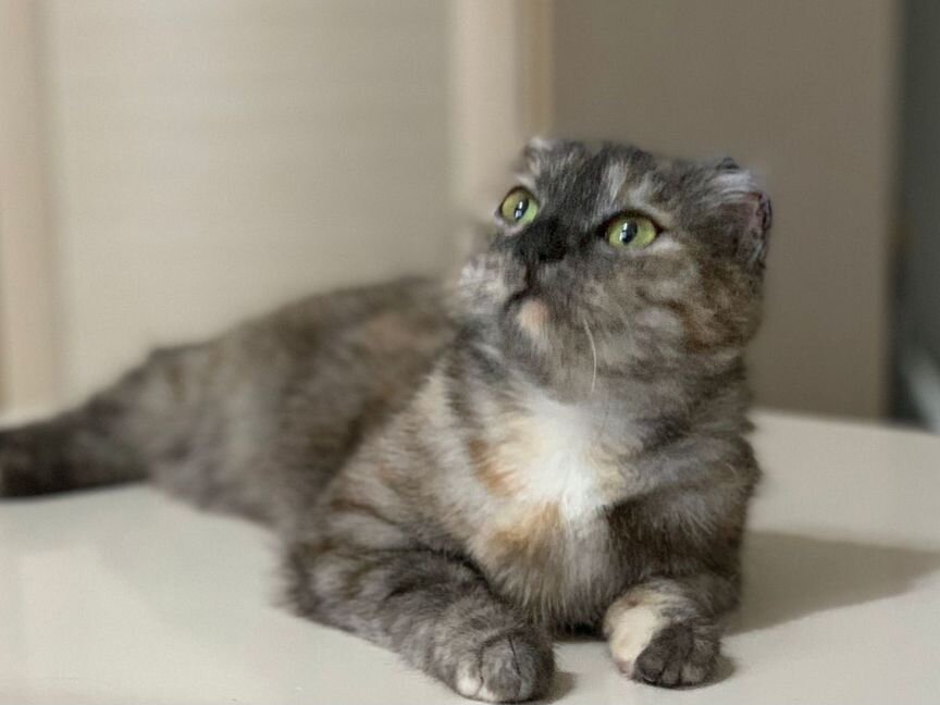 Кошки