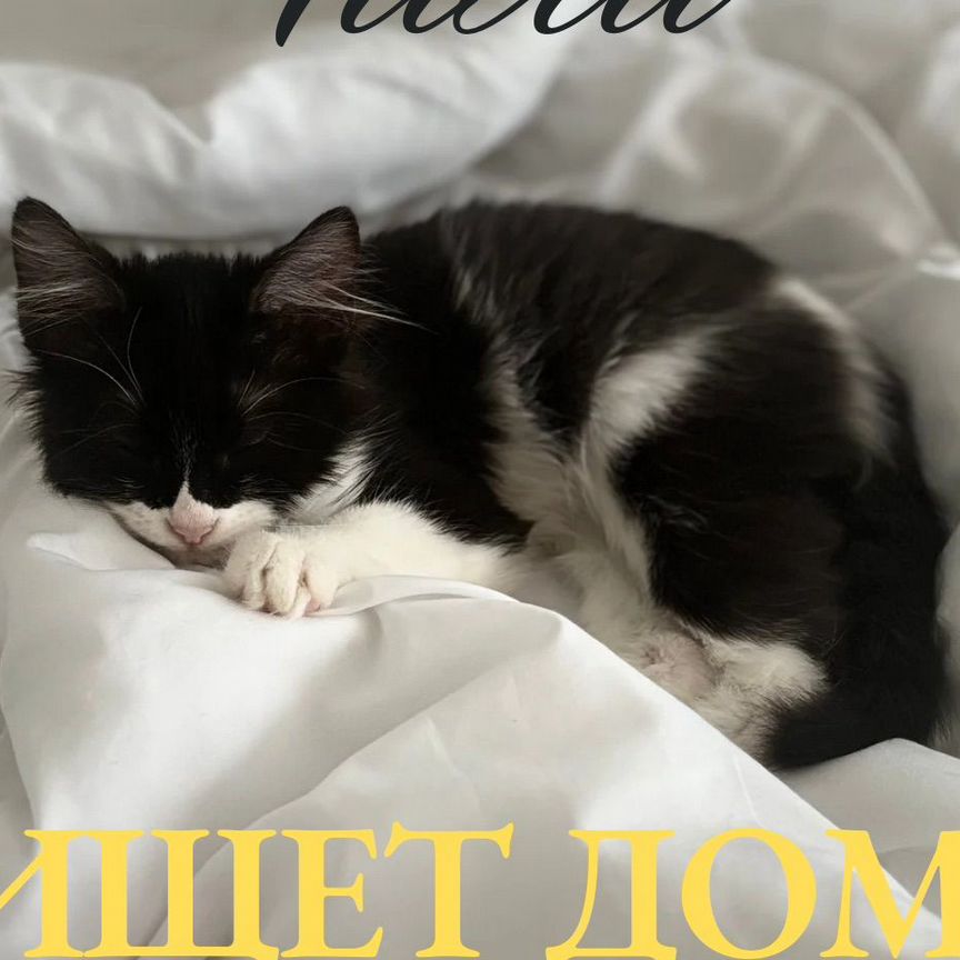 Котёнок в добрые руки