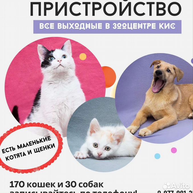 Бесплатная выставка котиков