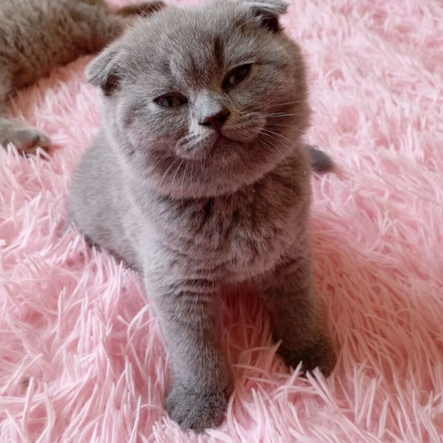 Котята приучены к лотку