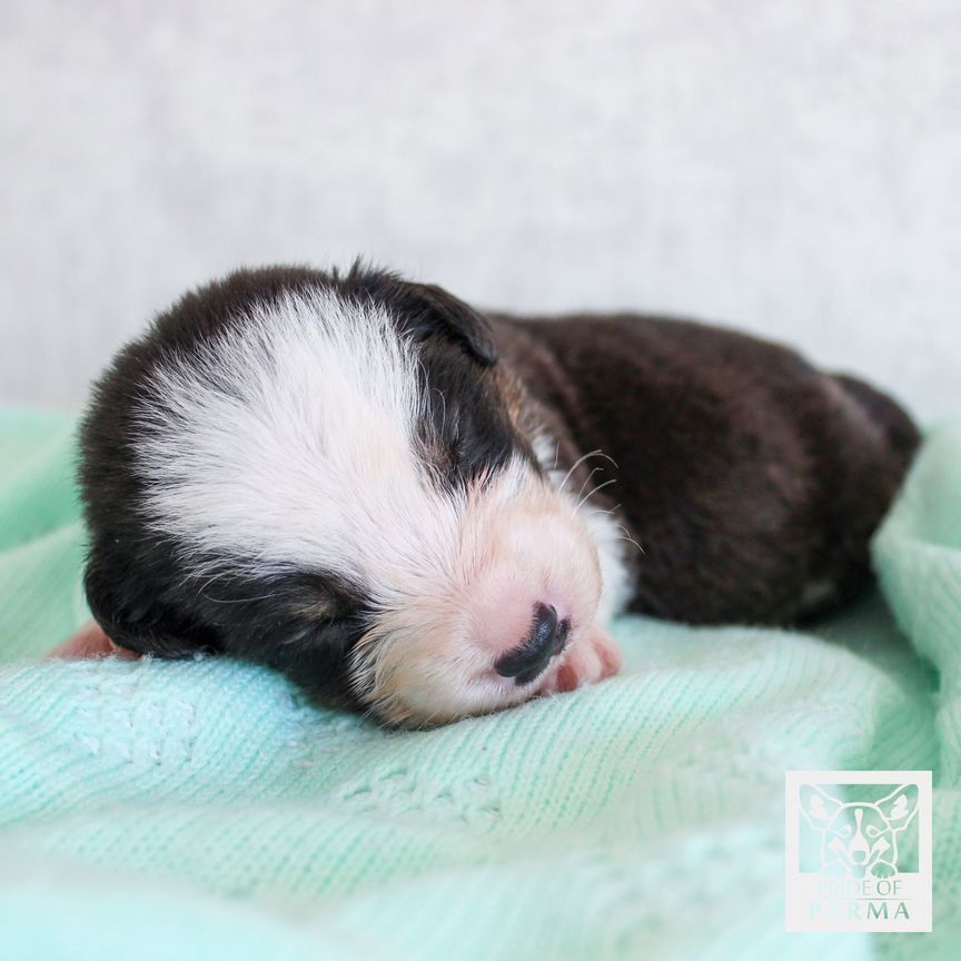 Триколорный корги