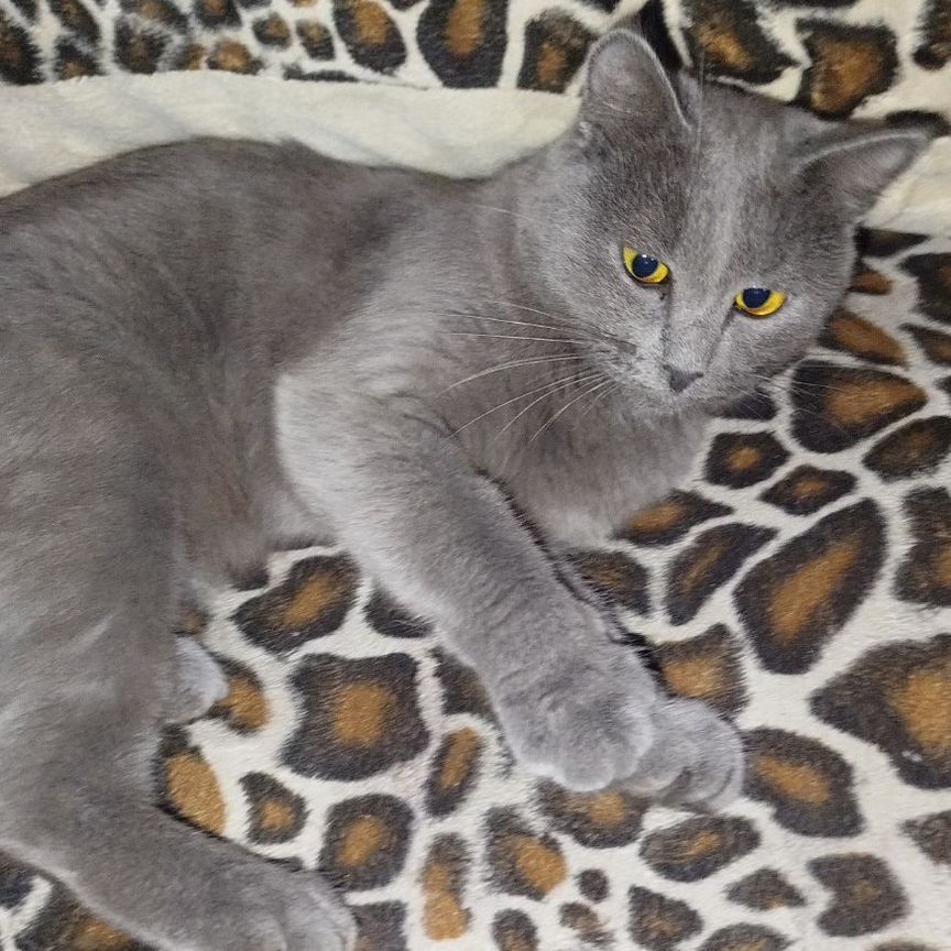 Сибирская кошка, взрослая