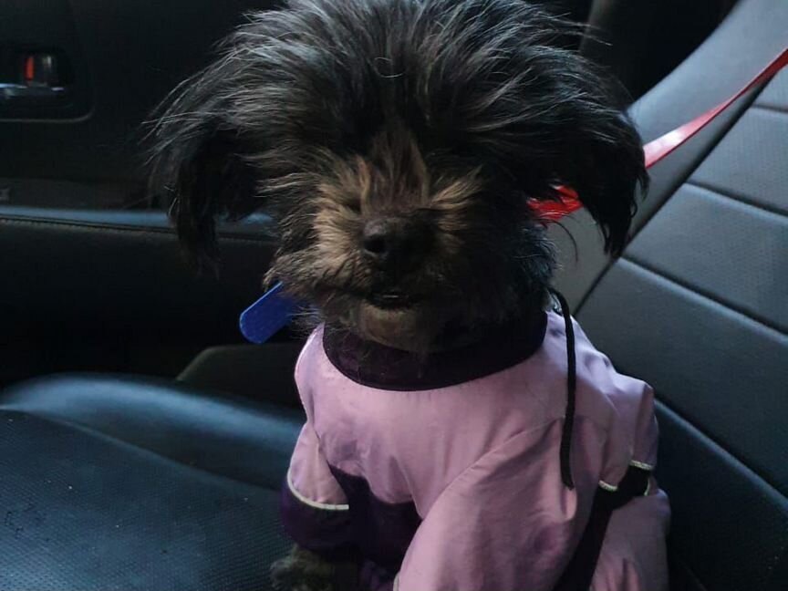 Маленькая собачка метис йорка