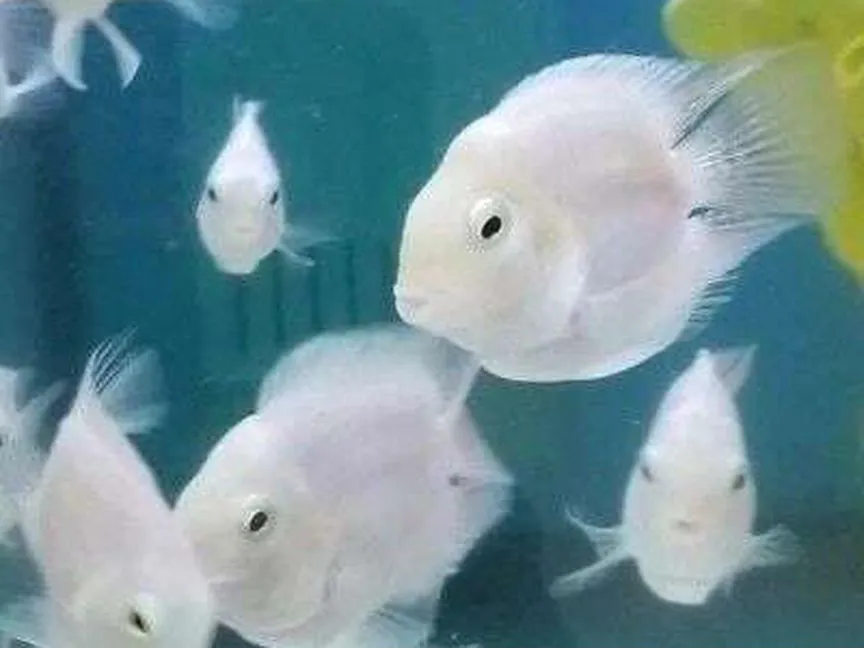Платиновые попугайчики