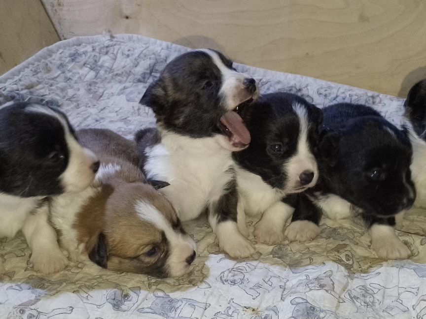 Суперские щеночки вельш корги кардиган