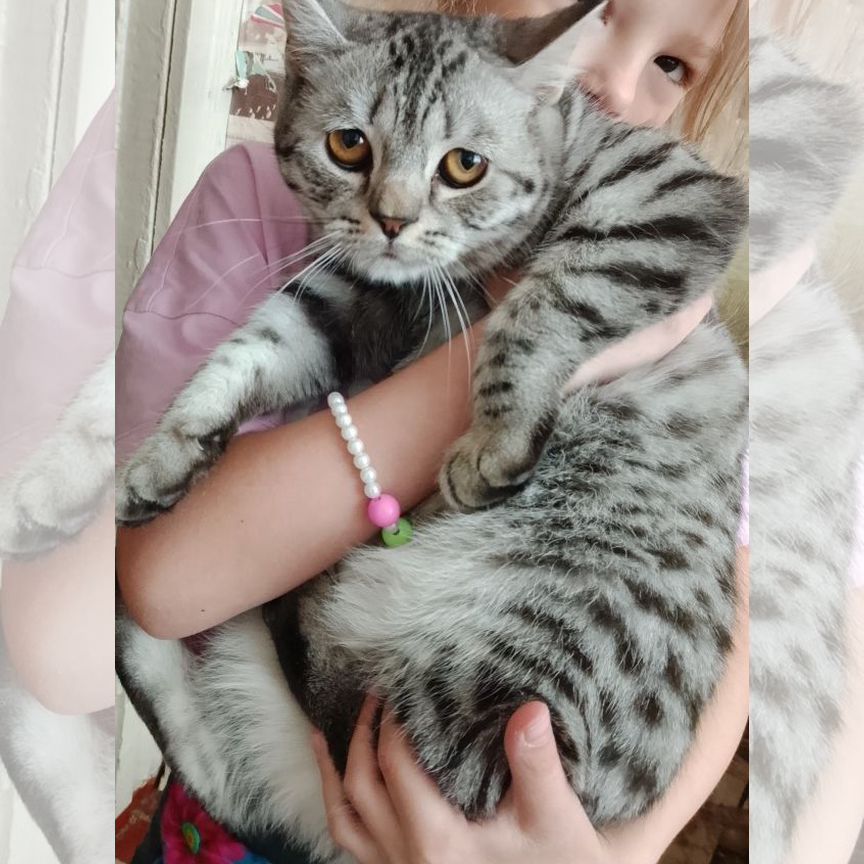 Шотландский прямоухий короткошёрстный котёнок