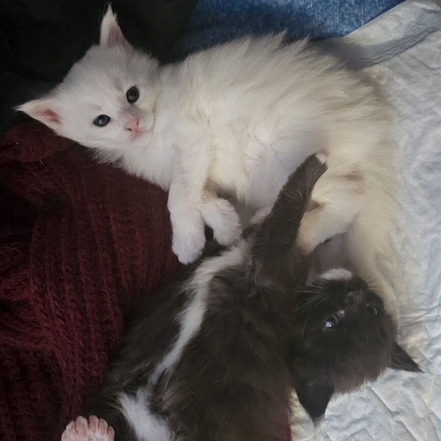 Котятки Мейн-кун