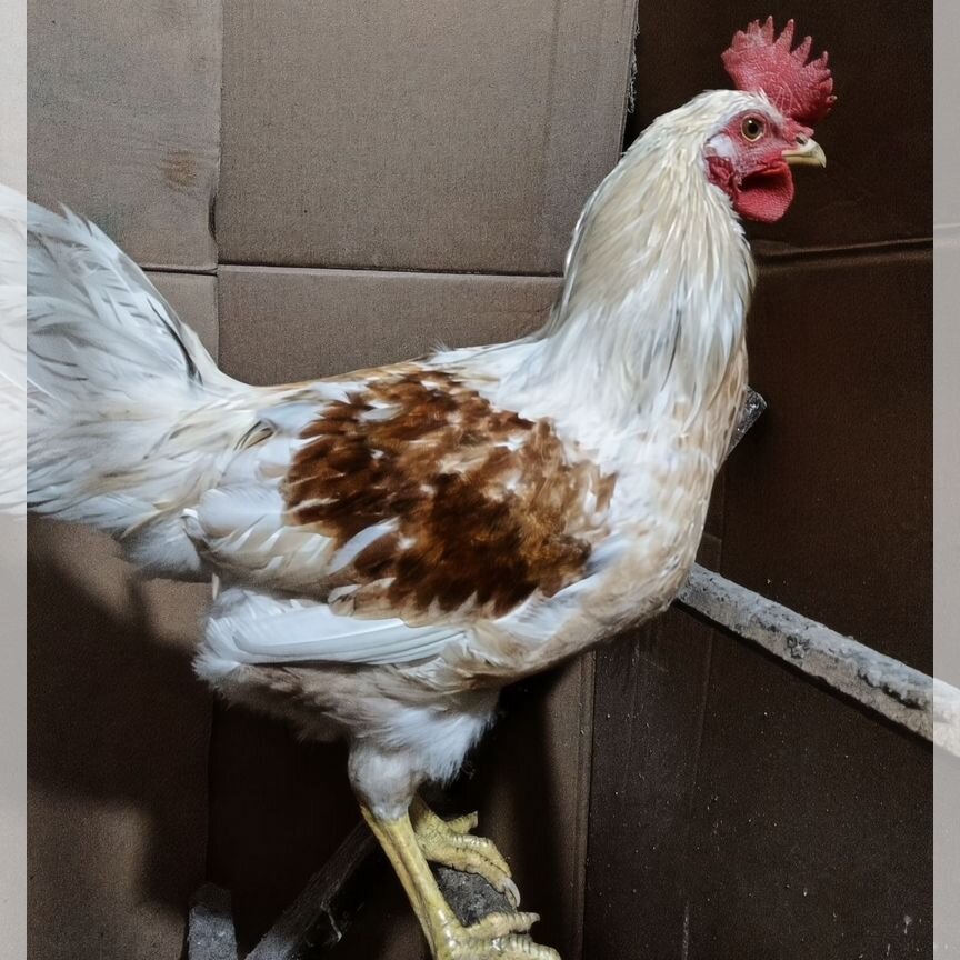 Петухок 4 мес