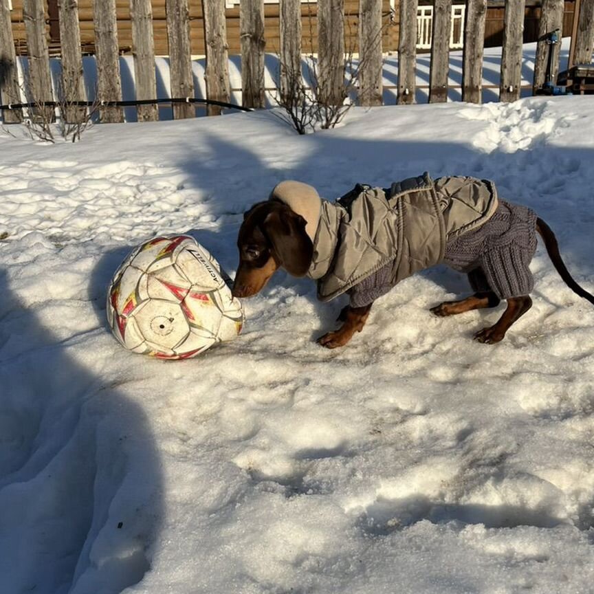 Попона для собак